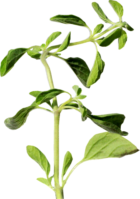 Origan Herbe - Photo gratuite sur Pixabay - Pixabay