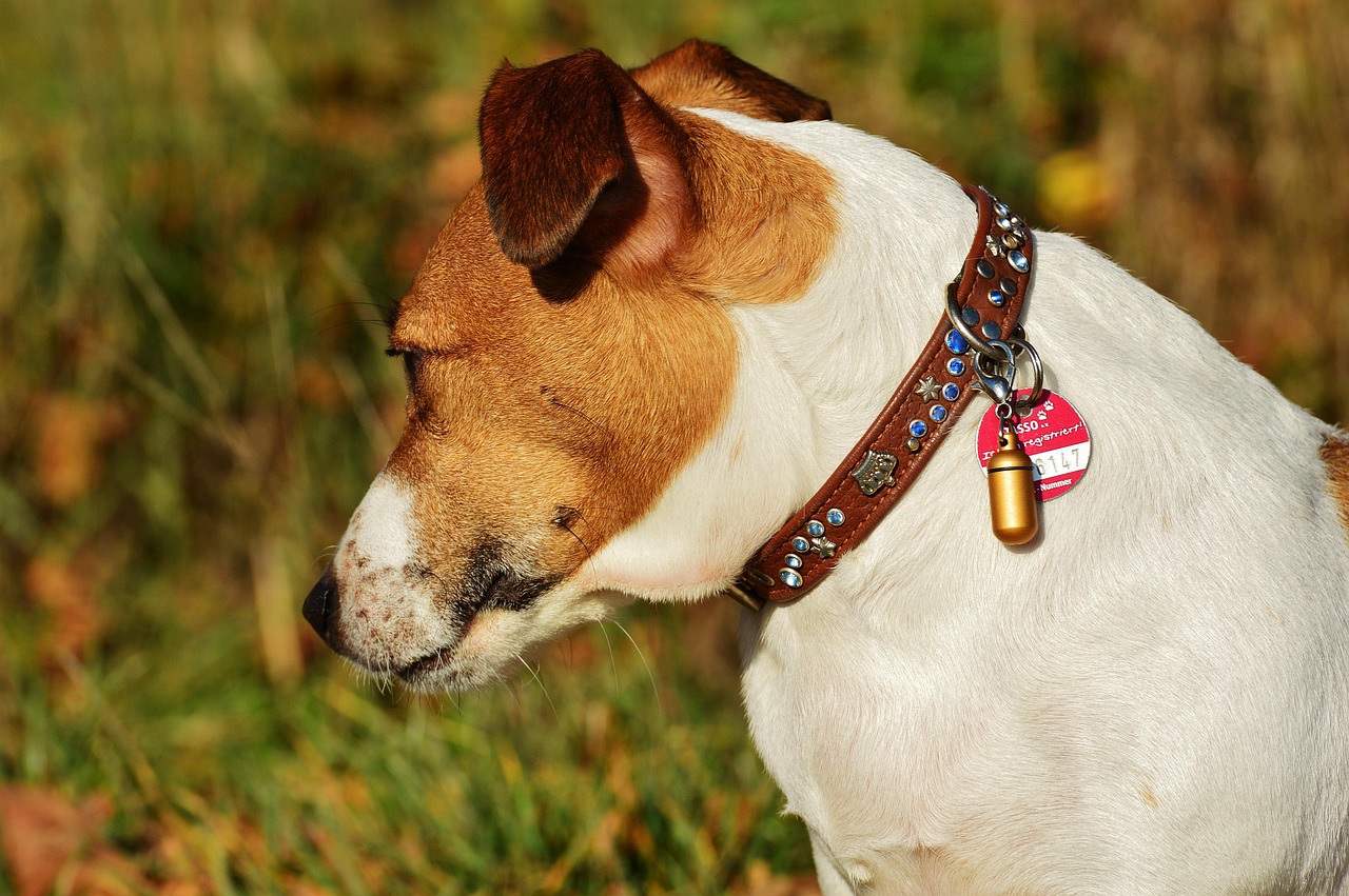 Jack Russell Terrier Perro - Foto gratis en Pixabay - Pixabay
