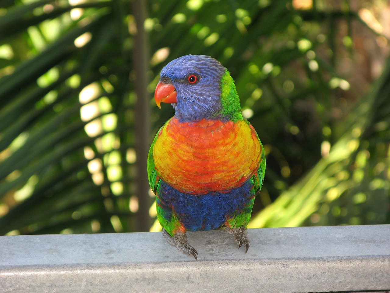 Rainbow Lorikeet Bird - Free photo on Pixabay