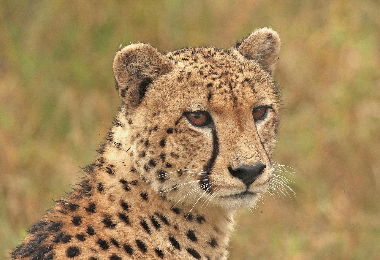 1 000 Free Cheetah Pictures Images In HD Pixabay