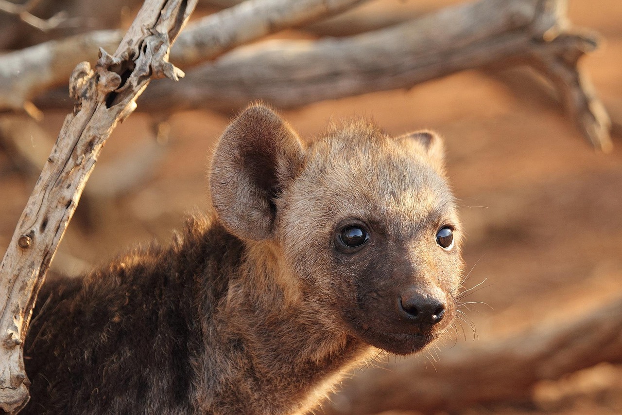 200+ Free Hyena & Nature Images - Pixabay
