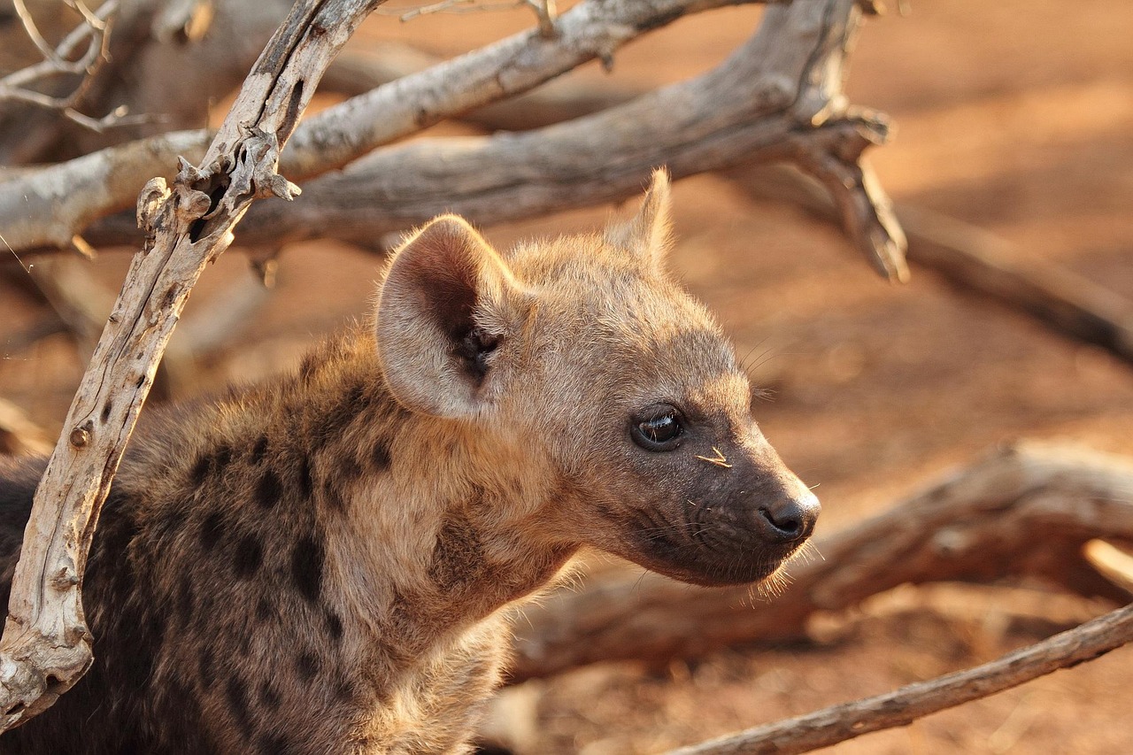100+ Free Hyena & Nature Photos - Pixabay