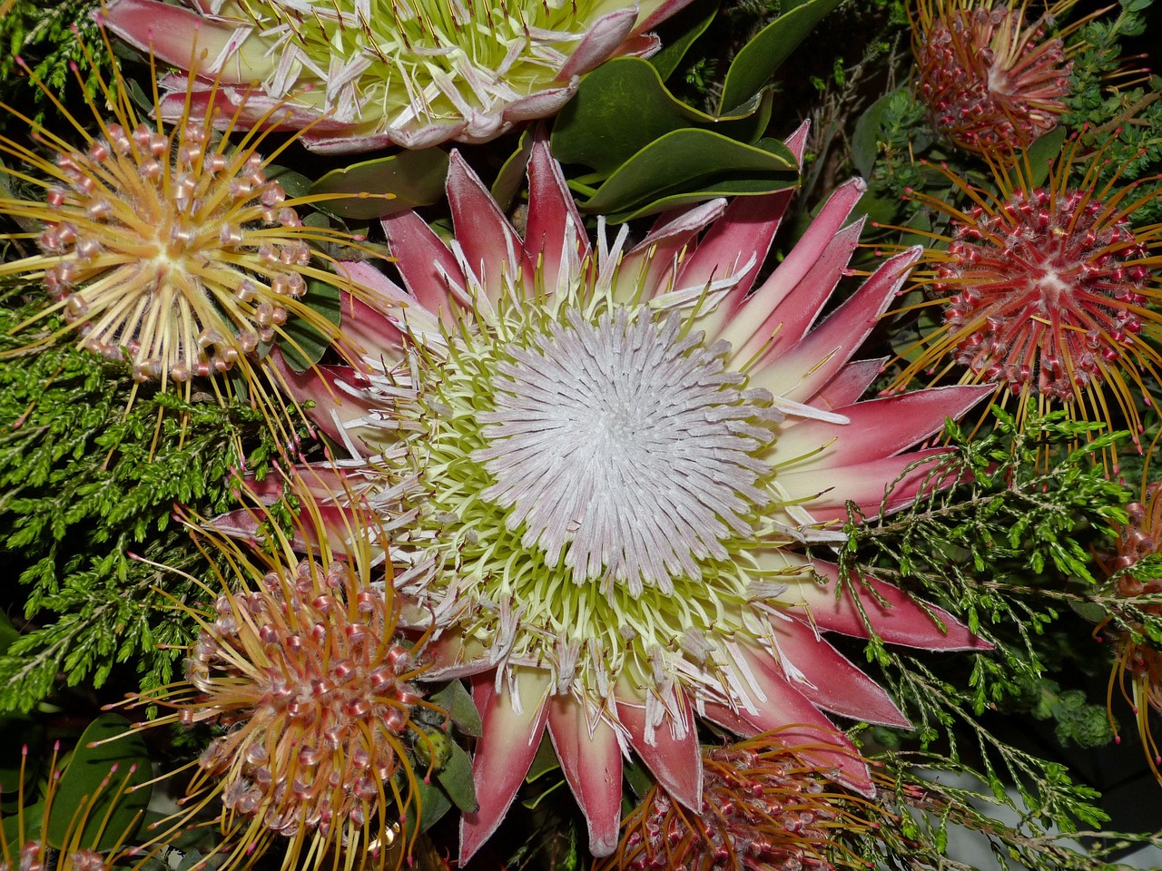 400,000+ Free Protea Flower & Protea Images - Pixabay