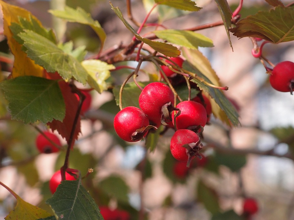 Hawthorn Plant Berry - Free photo on Pixabay