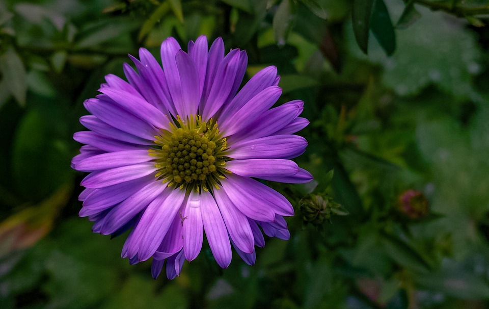 Bloem Bloesem Natuur - Gratis foto op Pixabay - Pixabay