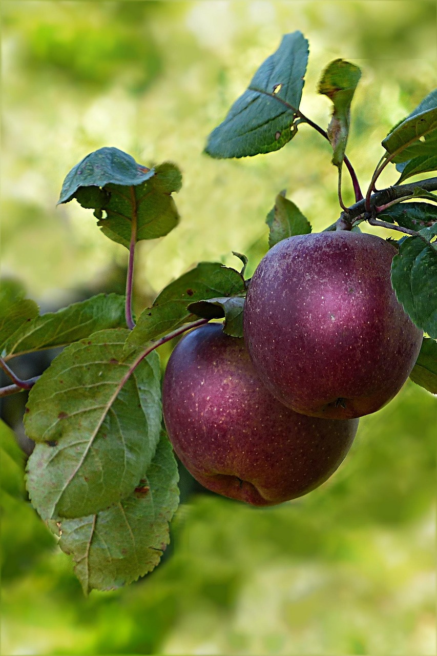 Nature Apples Red Apple - Free photo on Pixabay