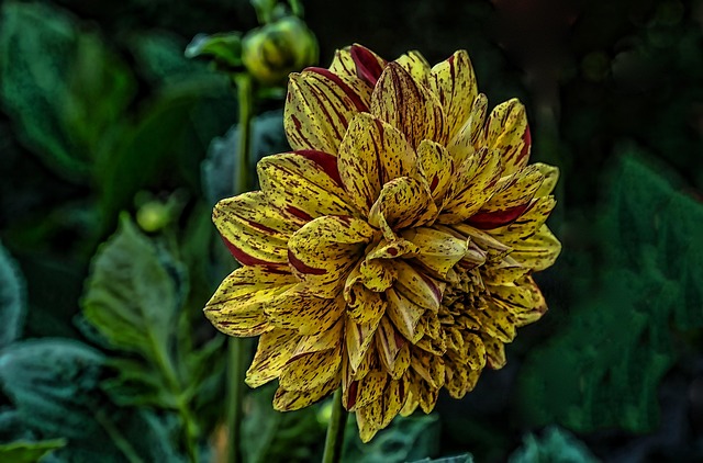 Dahlia Flower Nature Garden - Free photo on Pixabay