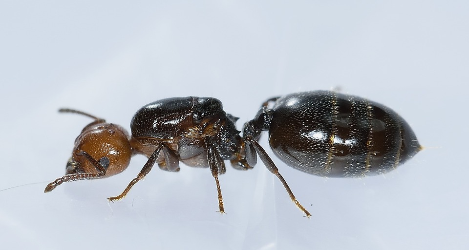 Hymenoptera Ant Head - Free photo on Pixabay - Pixabay