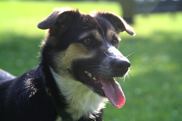 Cachorro Animal Doméstico - Foto gratuita no Pixabay - Pixabay