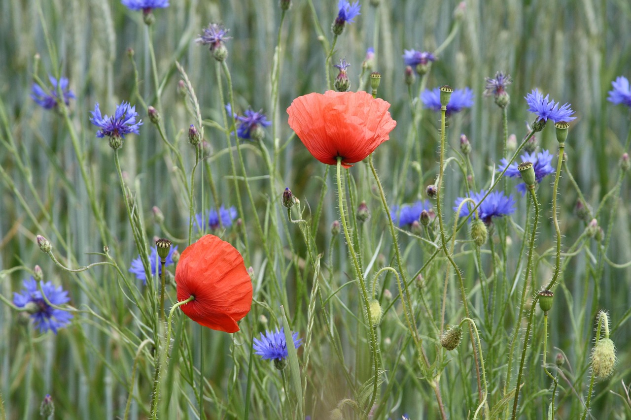 Champ De Coquelicots Coquelicot - Photo gratuite sur Pixabay - Pixabay