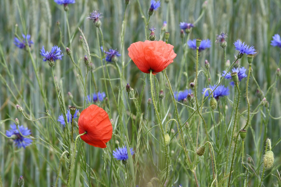 Mohnfeld Mohn Landschaft - Kostenloses Foto auf Pixabay
