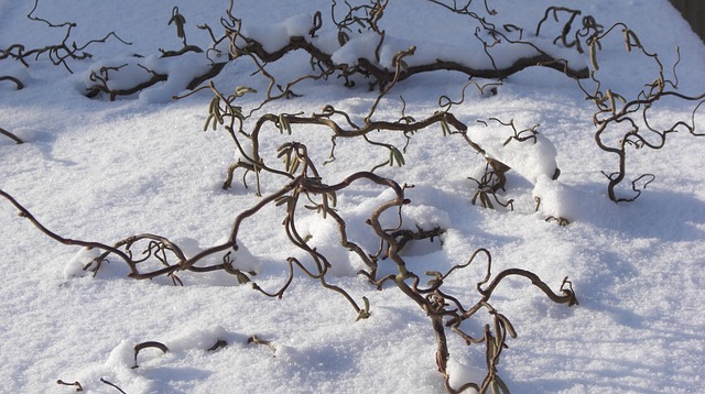 Snow Branch Winter Covered - Free photo on Pixabay - Pixabay