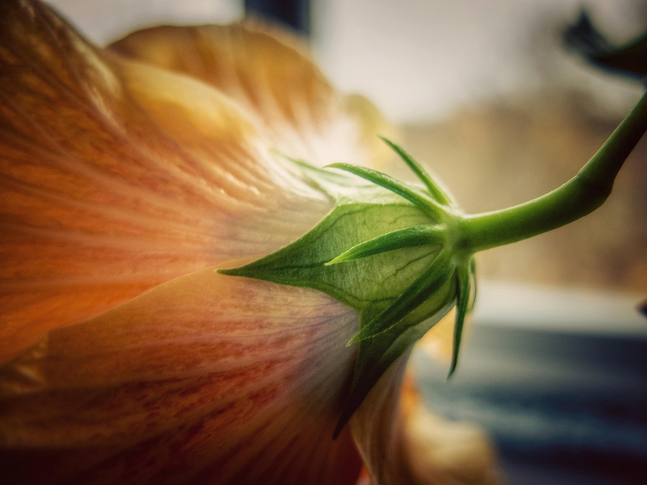 2,000+ Free Macro Photography Nature & Nature Images - Pixabay