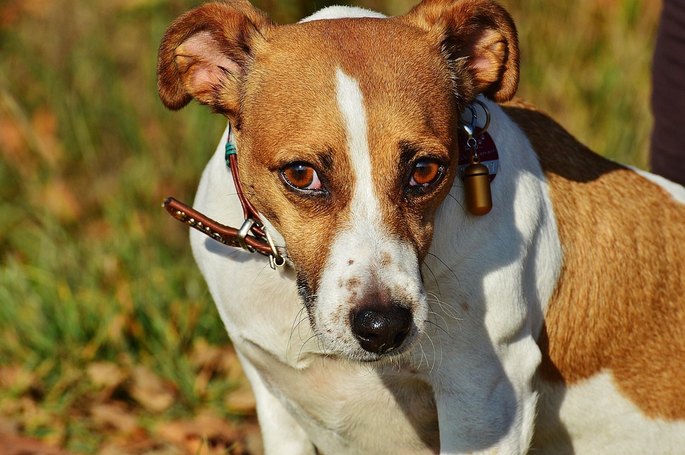 Jack Russell Terrier Cane - Foto gratis su Pixabay - Pixabay