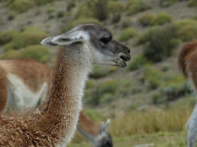 30+ Free Guanaco & Patagonia Images - Pixabay