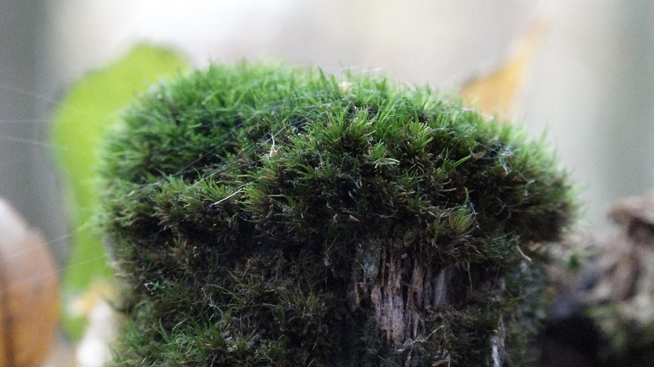 Mousse La Nature Plante - Photo gratuite sur Pixabay - Pixabay