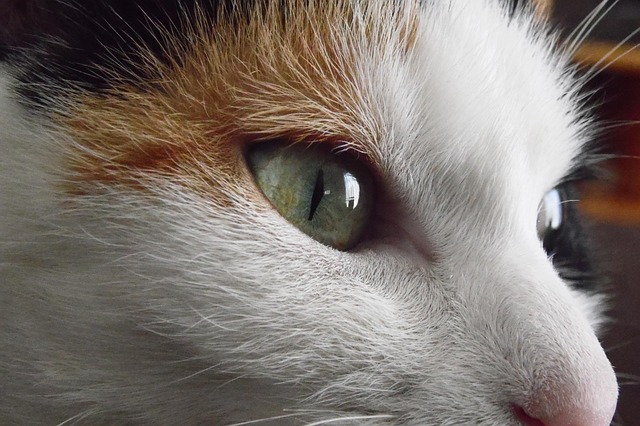50,000+ Free Genießen Katze & Cat Images - Pixabay