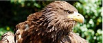 6 European sea eagle Synonyms. Similar words for European sea eagle.