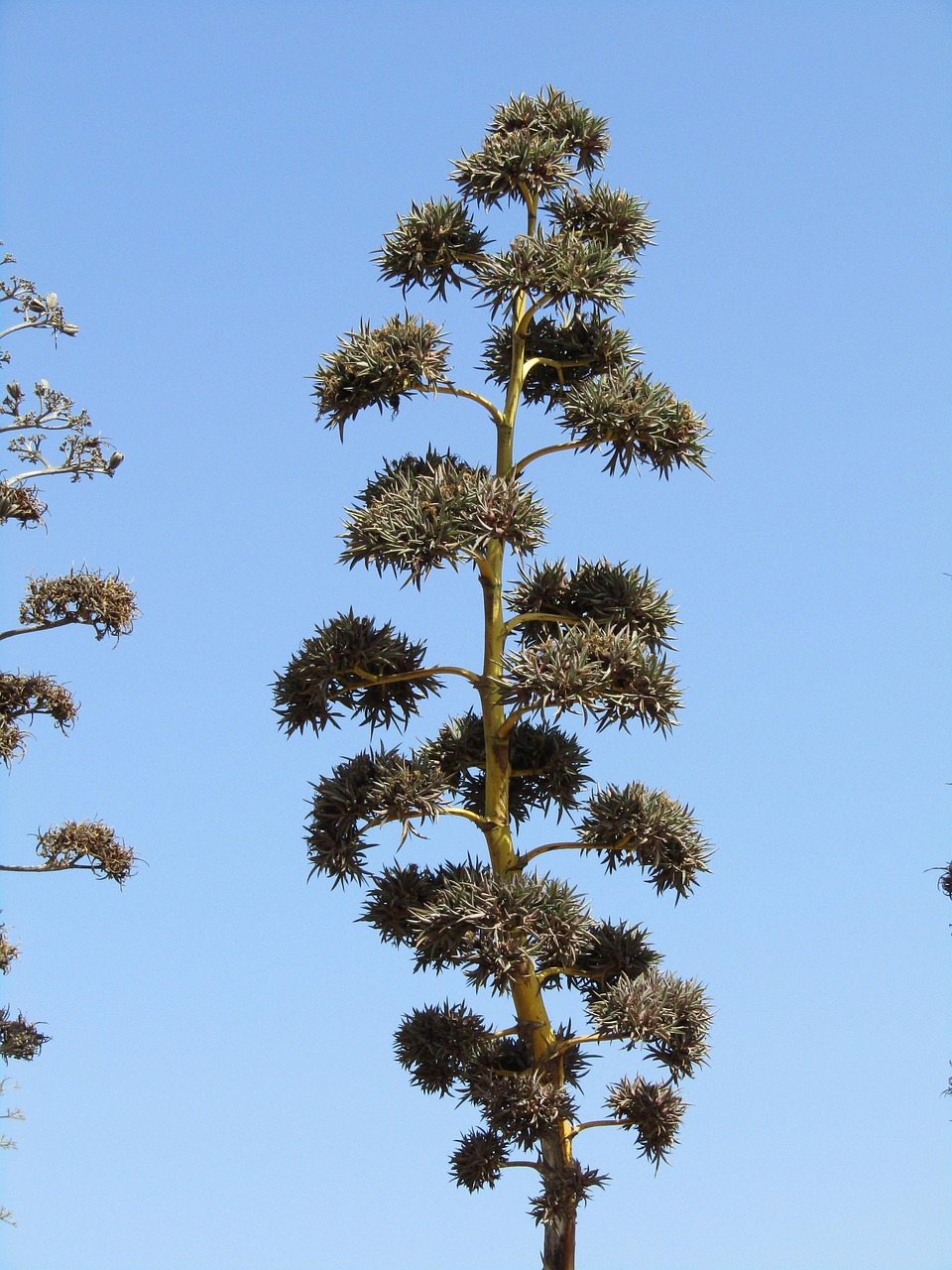 Agave Flora Three - Free photo on Pixabay