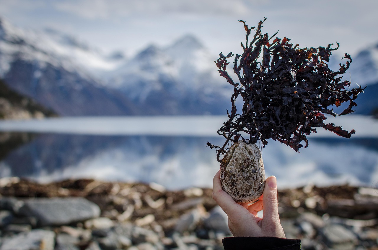 Plus de 3 images de Glone et de Fucus - Pixabay