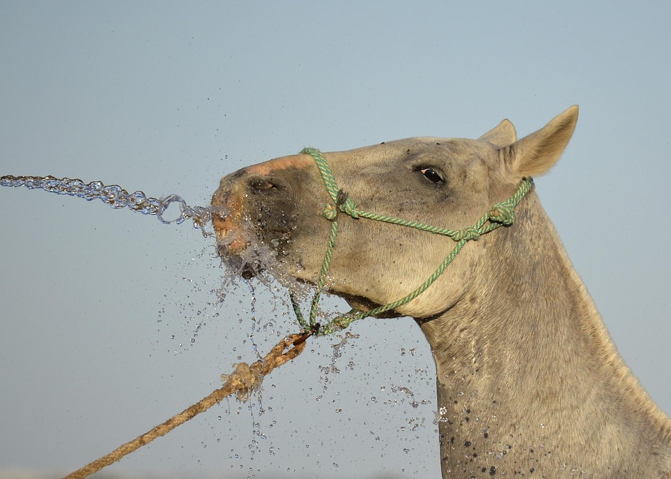 Horse Pony Animal - Free photo on Pixabay - Pixabay