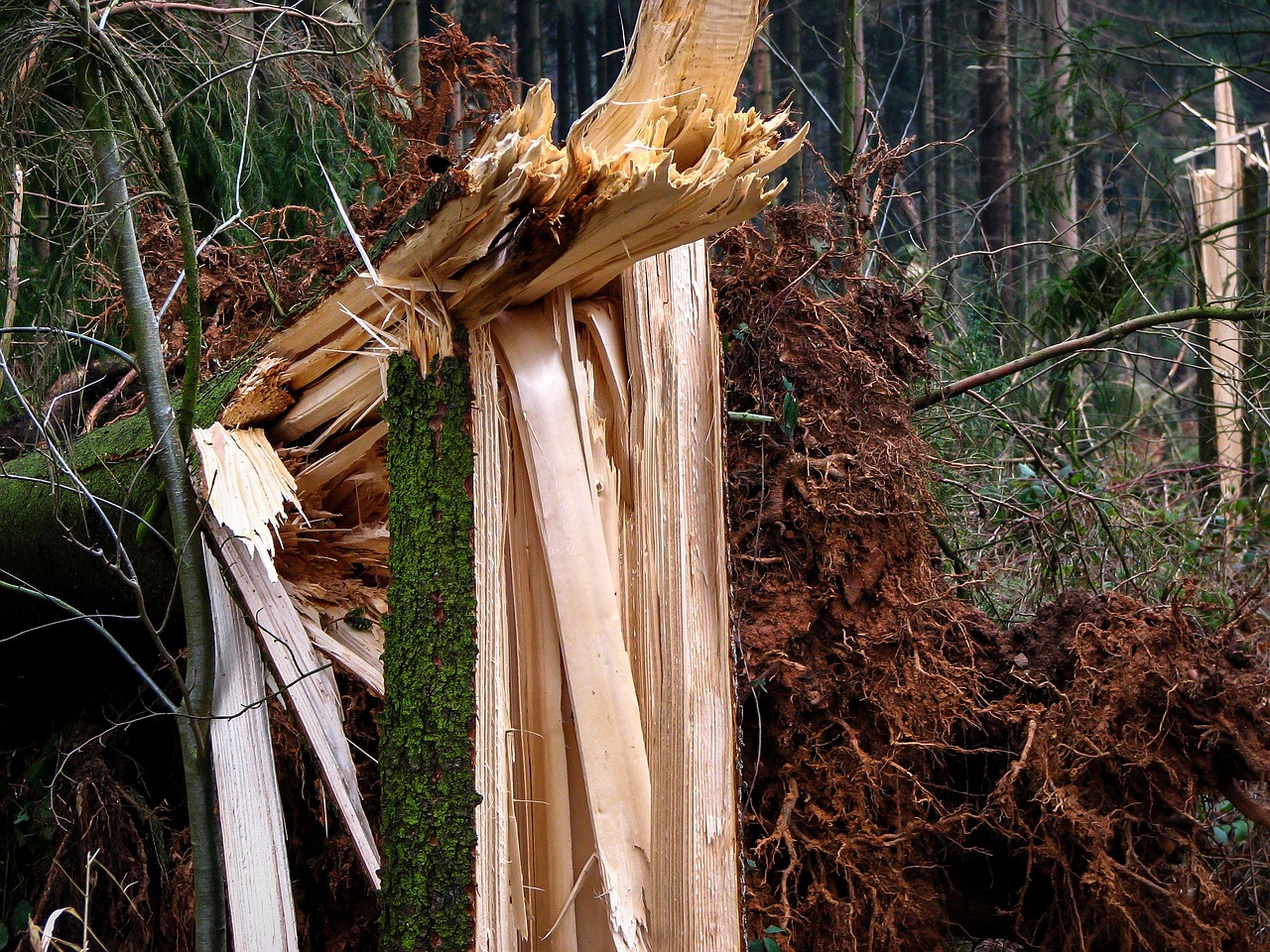 Forest Storm Damage - Free photo on Pixabay - Pixabay