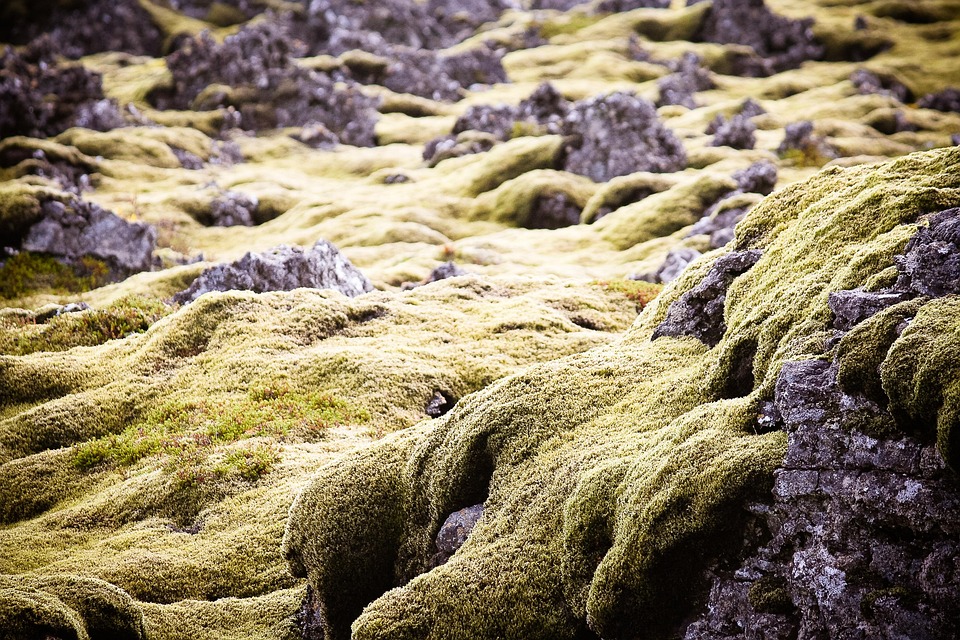 Green Moss Iceland - Free photo on Pixabay - Pixabay