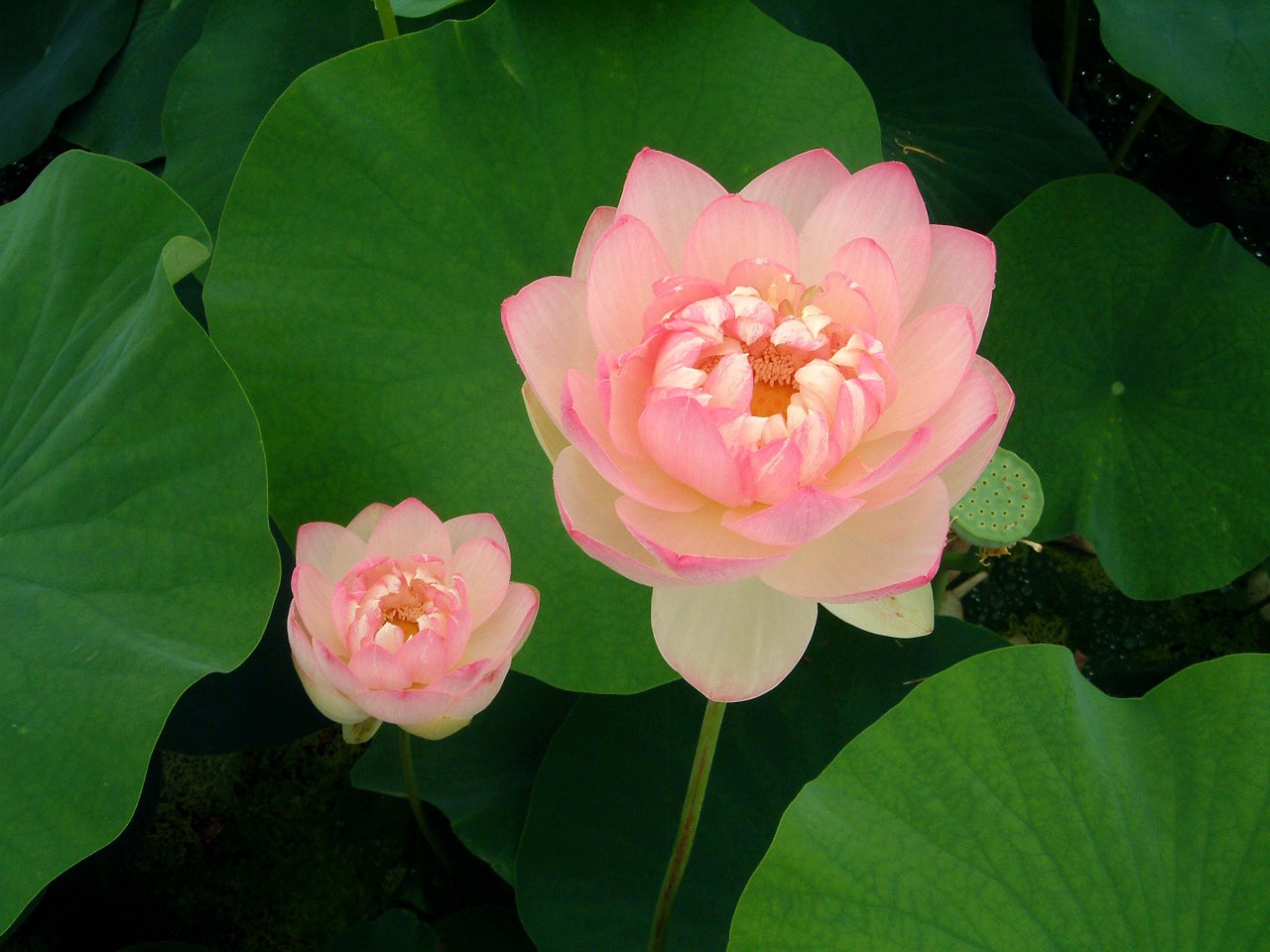 10,000+ Lotus Flower Pictures and Photos in Hi-Res - Pixabay