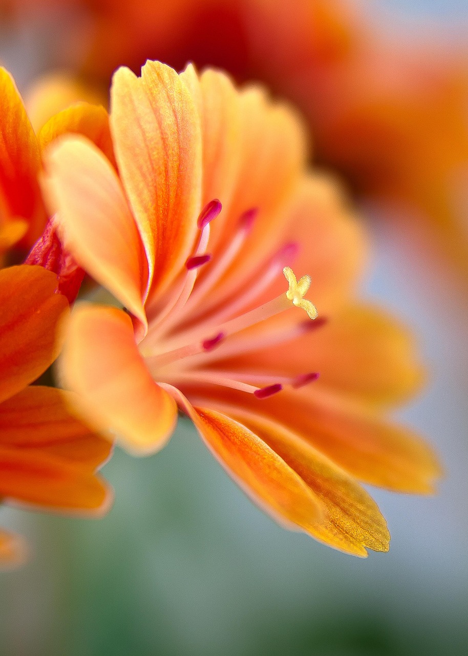 Lewisia Bitter Root Blossom - Free photo on Pixabay - Pixabay