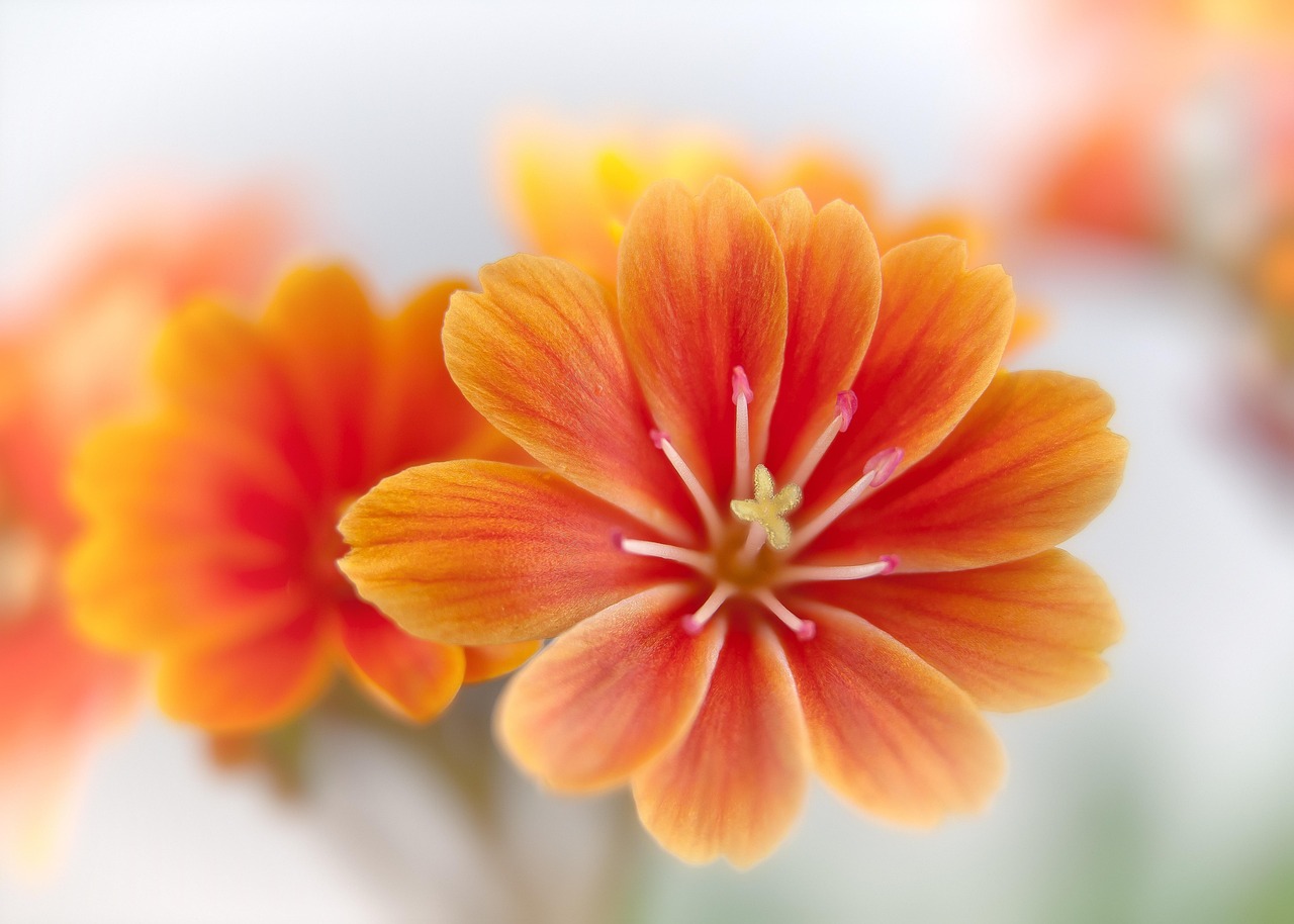 Lewisia Bitter Root Blossom - Free photo on Pixabay