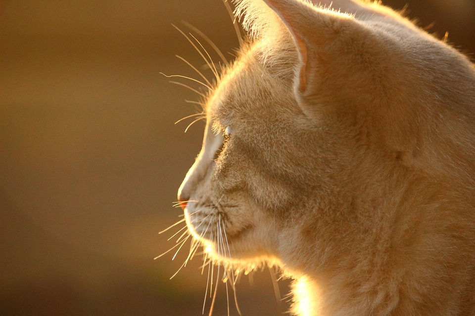 Cat Face Light Evening - Free photo on Pixabay