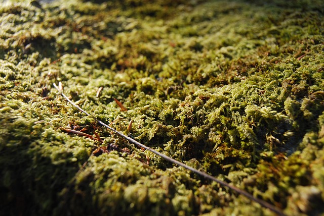 Mousse Forêt Nature - Photo gratuite sur Pixabay - Pixabay