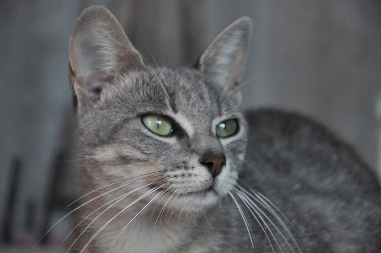 Cat Gato Ojo De - Foto gratis en Pixabay - Pixabay