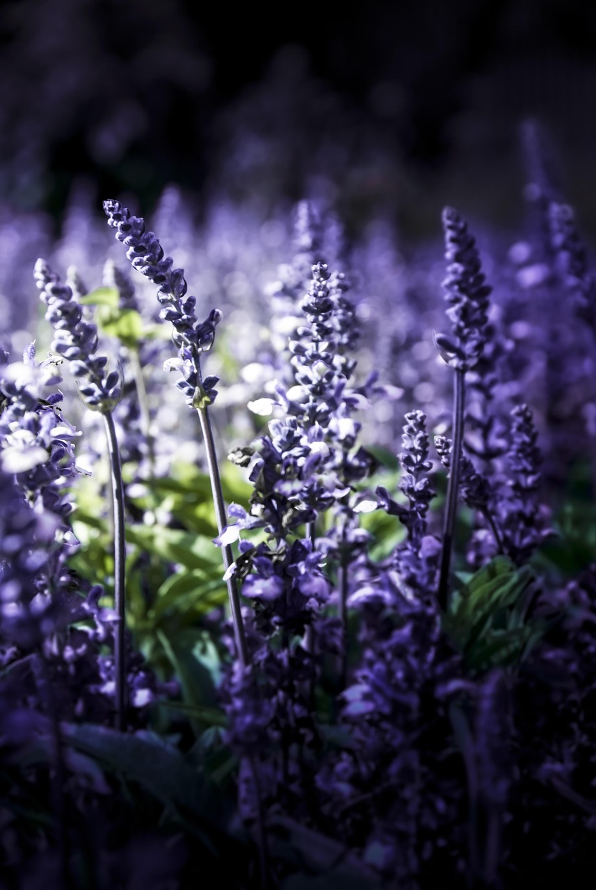 Lavender Nature Violet - Free photo on Pixabay - Pixabay