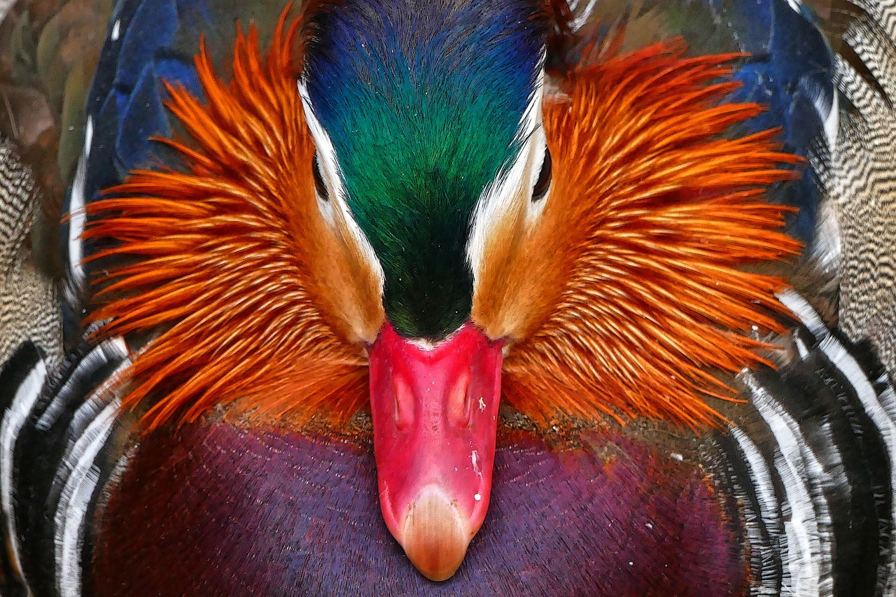 Duck Bird Water - Free photo on Pixabay