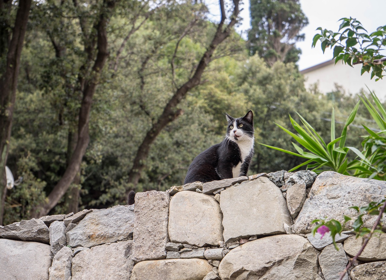 1,000+ Free Stray Cat & Cat Images - Pixabay