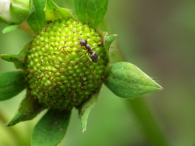 Green Strawberry Ant - Free photo on Pixabay - Pixabay
