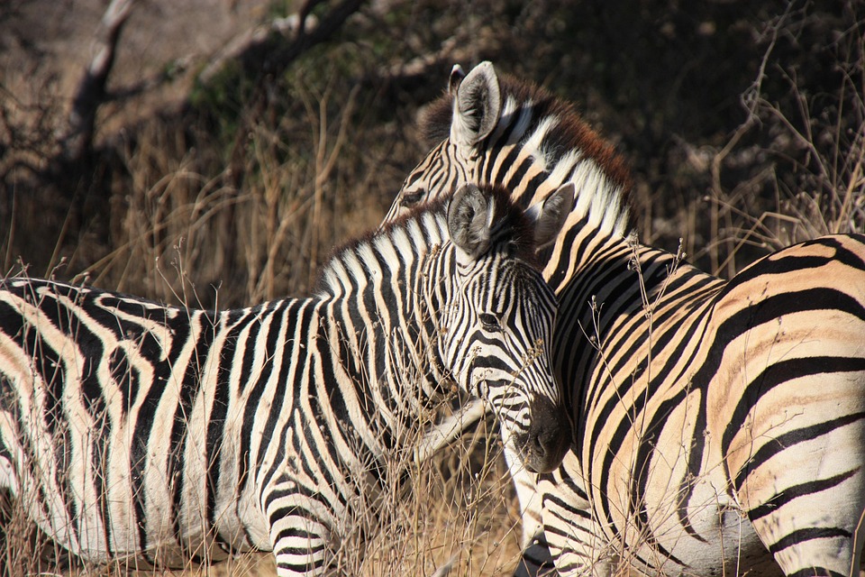 Cebras África La Vida Silvestre · Foto gratis en Pixabay