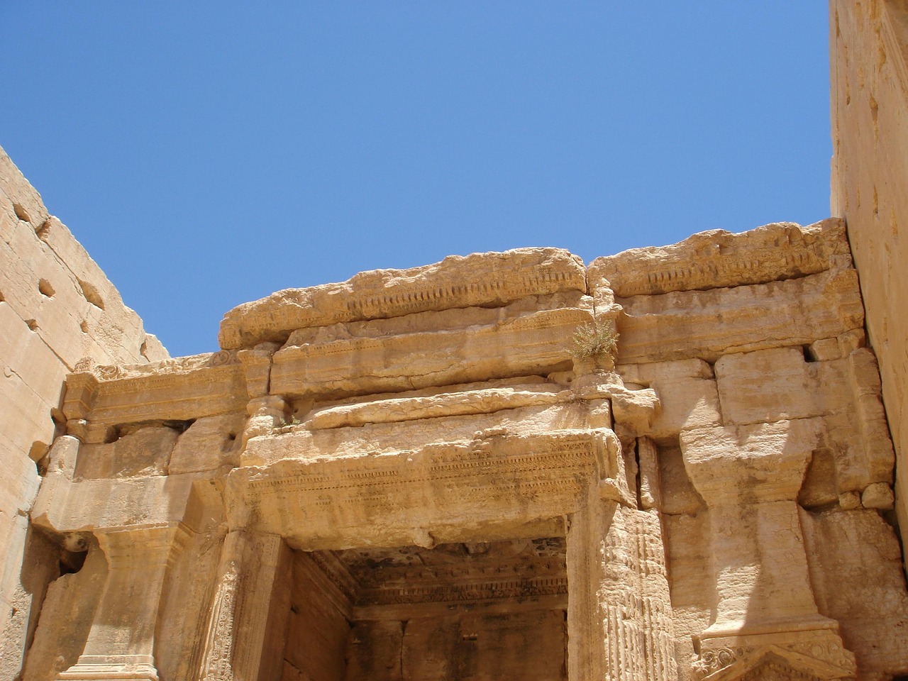 10+ Free Posse & Palmyra Images - Pixabay