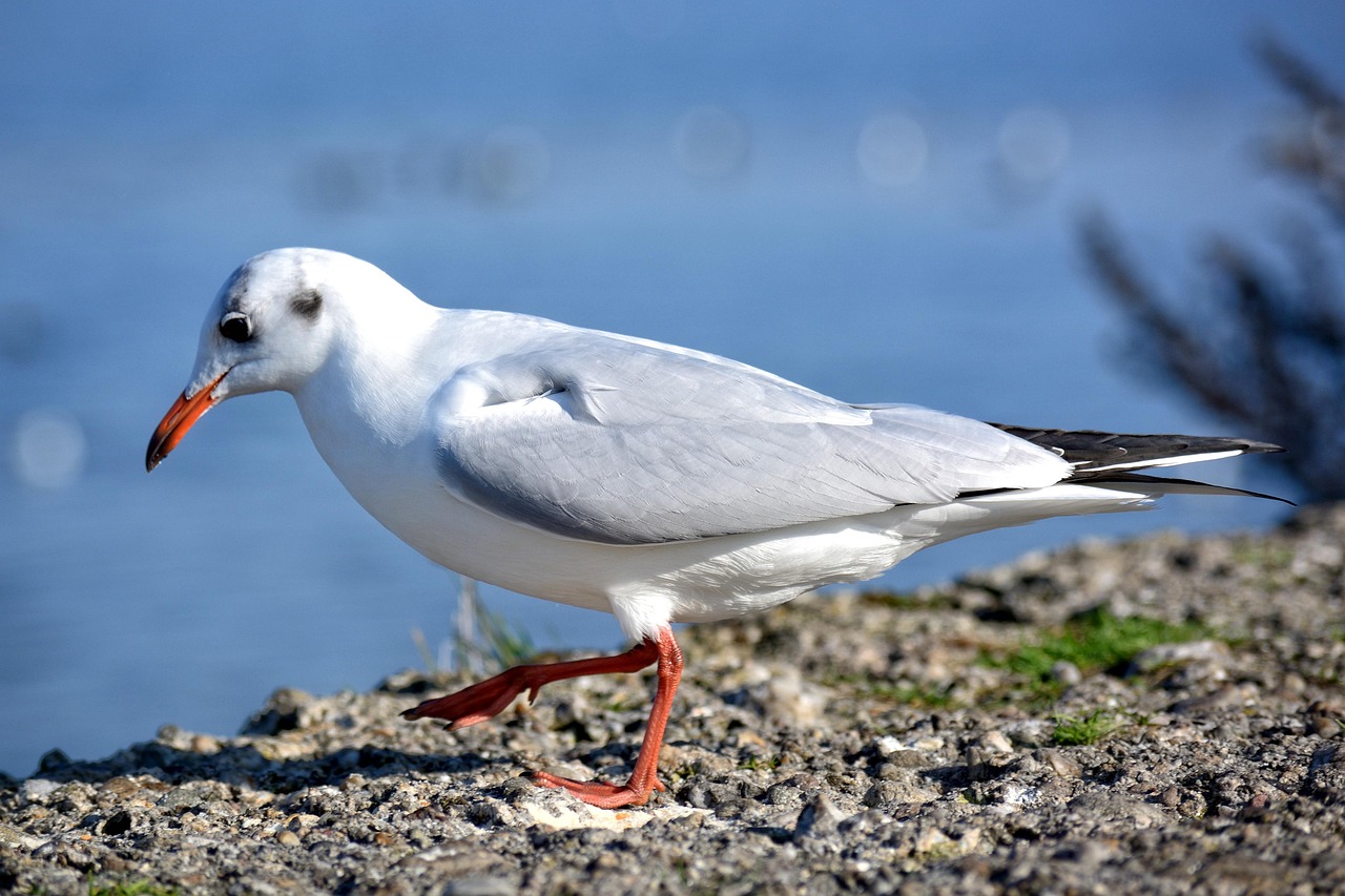 Gull Laughing Individually - Free photo on Pixabay