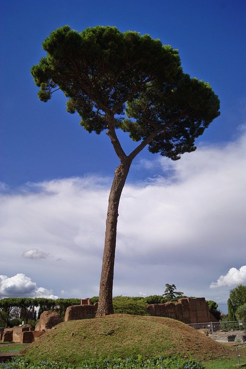 La Nature Arbre Arbres - Photo gratuite sur Pixabay - Pixabay