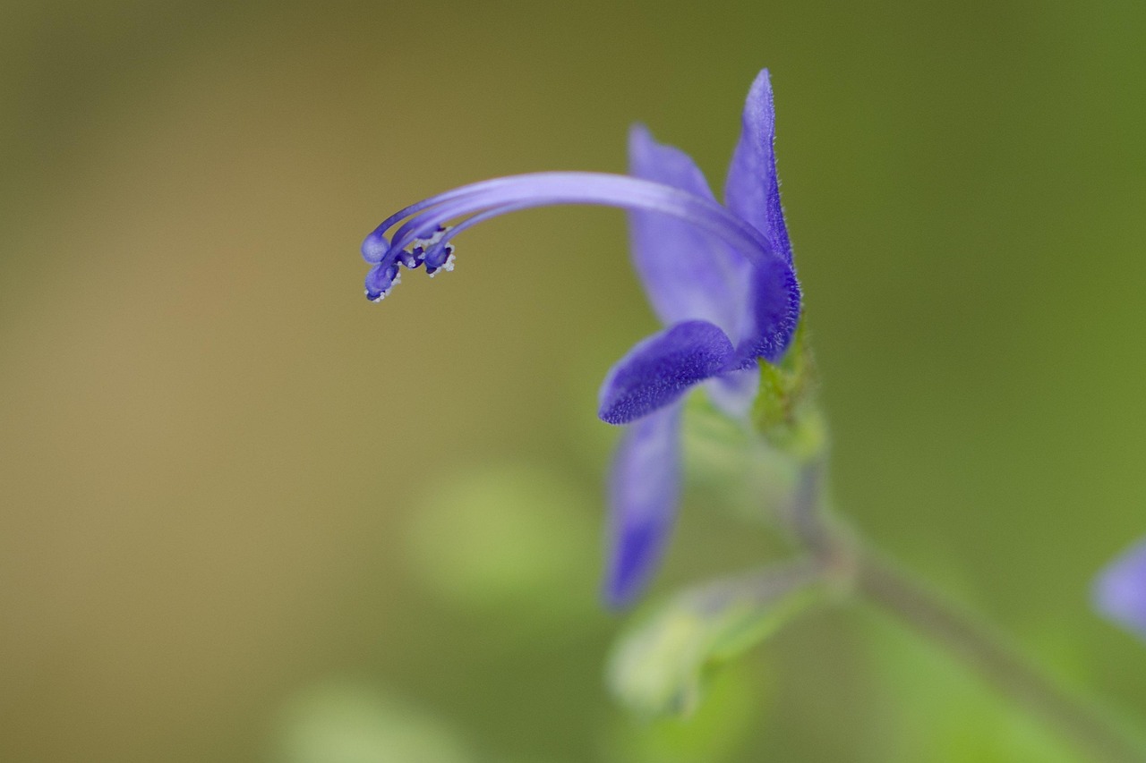 700+ Free August & Nature Images - Pixabay