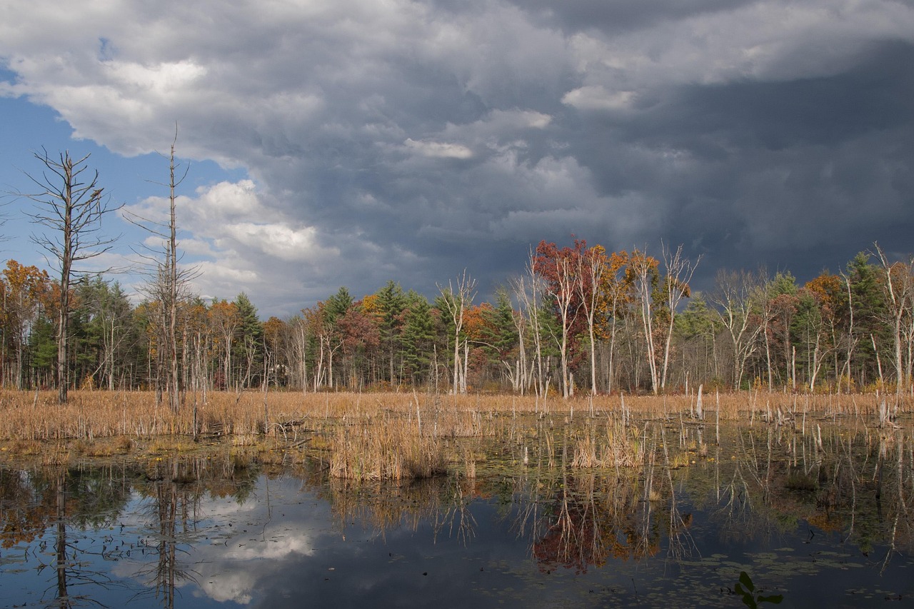 Landscape Wetland Storm - Free photo on Pixabay - Pixabay