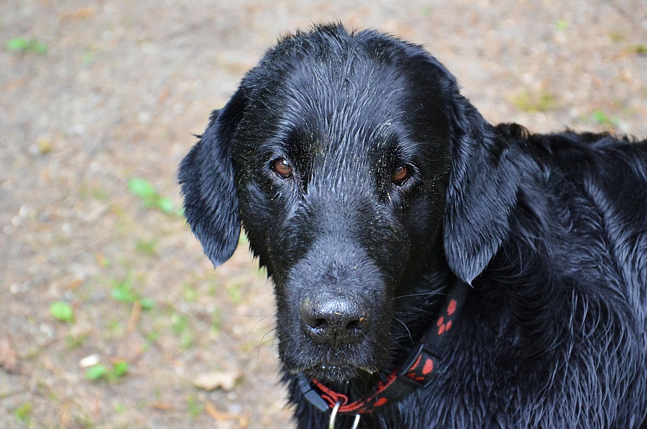 Dog Of God Valentine - Free photo on Pixabay - Pixabay
