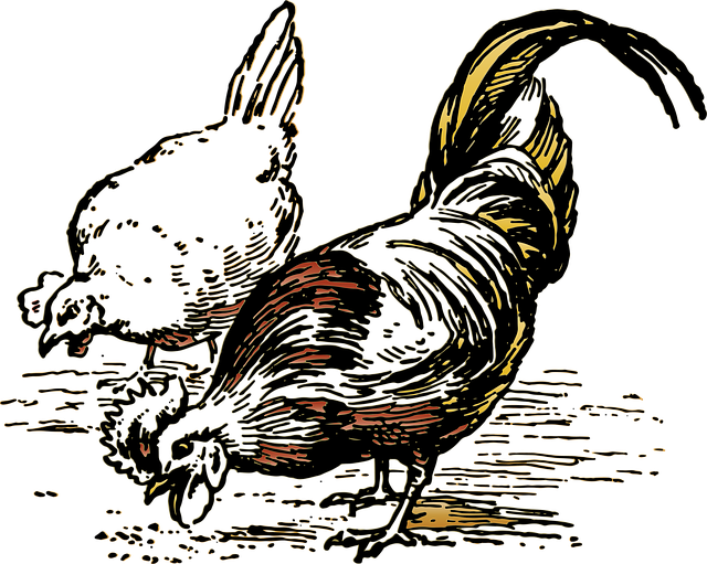 1 000+ kostnadsfria Kycklingar- och Kyckling-illustrationer - Pixabay