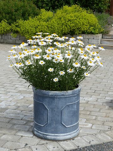 100+ Free Stone Pot & Stone Photos - Pixabay