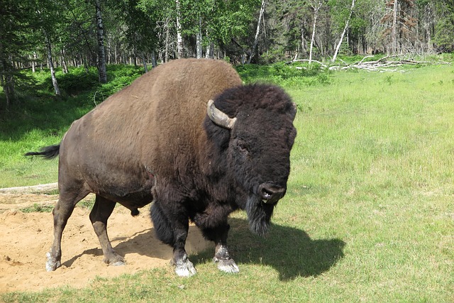 Buffalo Nature Zoo - Free photo on Pixabay