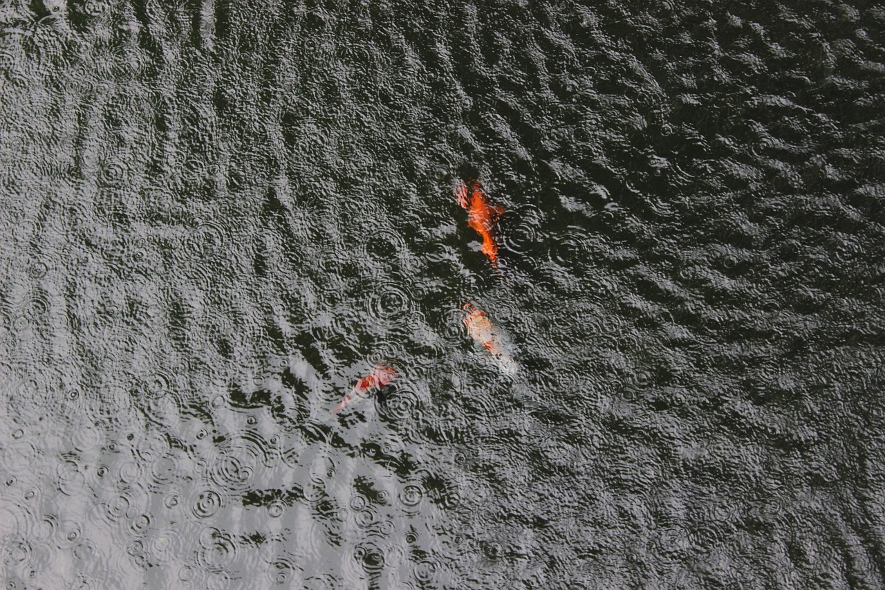 Carp Fish Pond Rain - Free photo on Pixabay