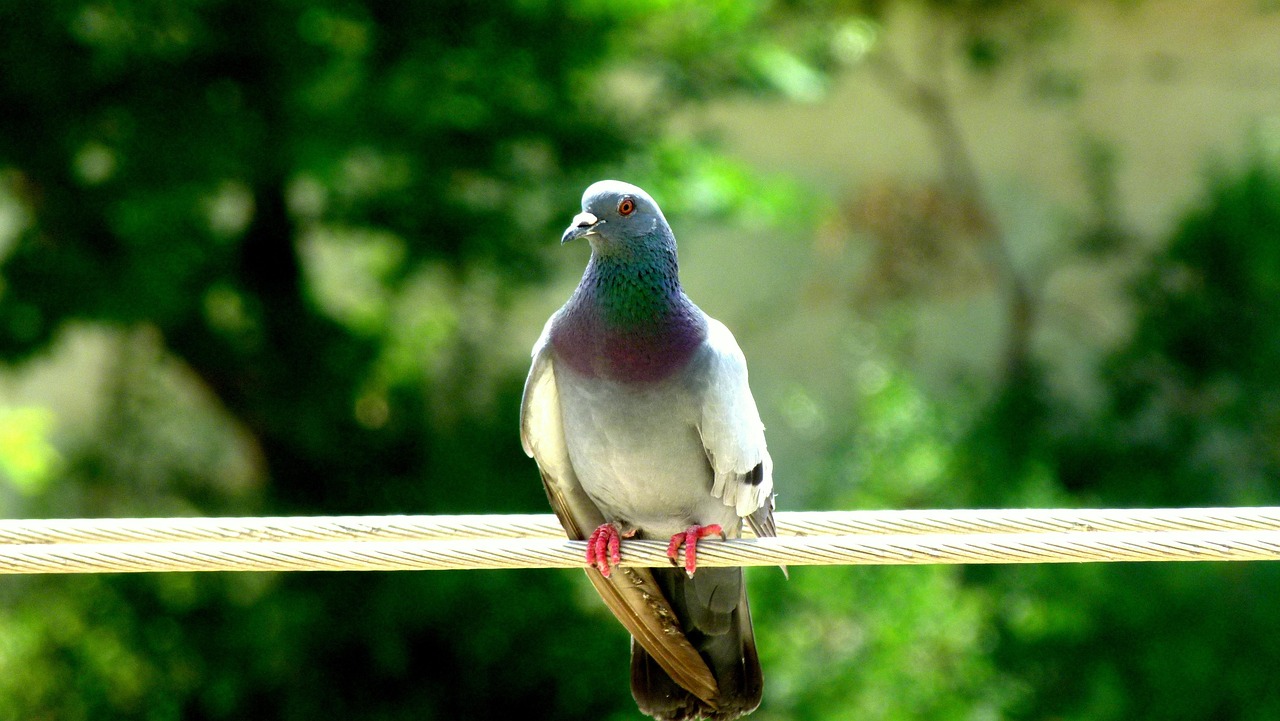 Merpati Burung - Foto gratis di Pixabay - Pixabay