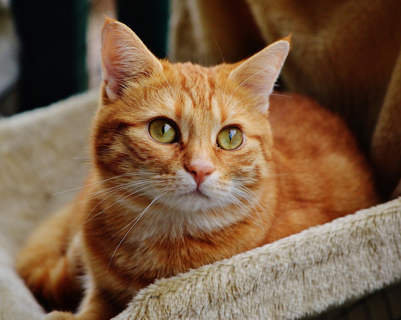Wie findet ihr rote Katzen? (Katze, Schönheit, Kater)